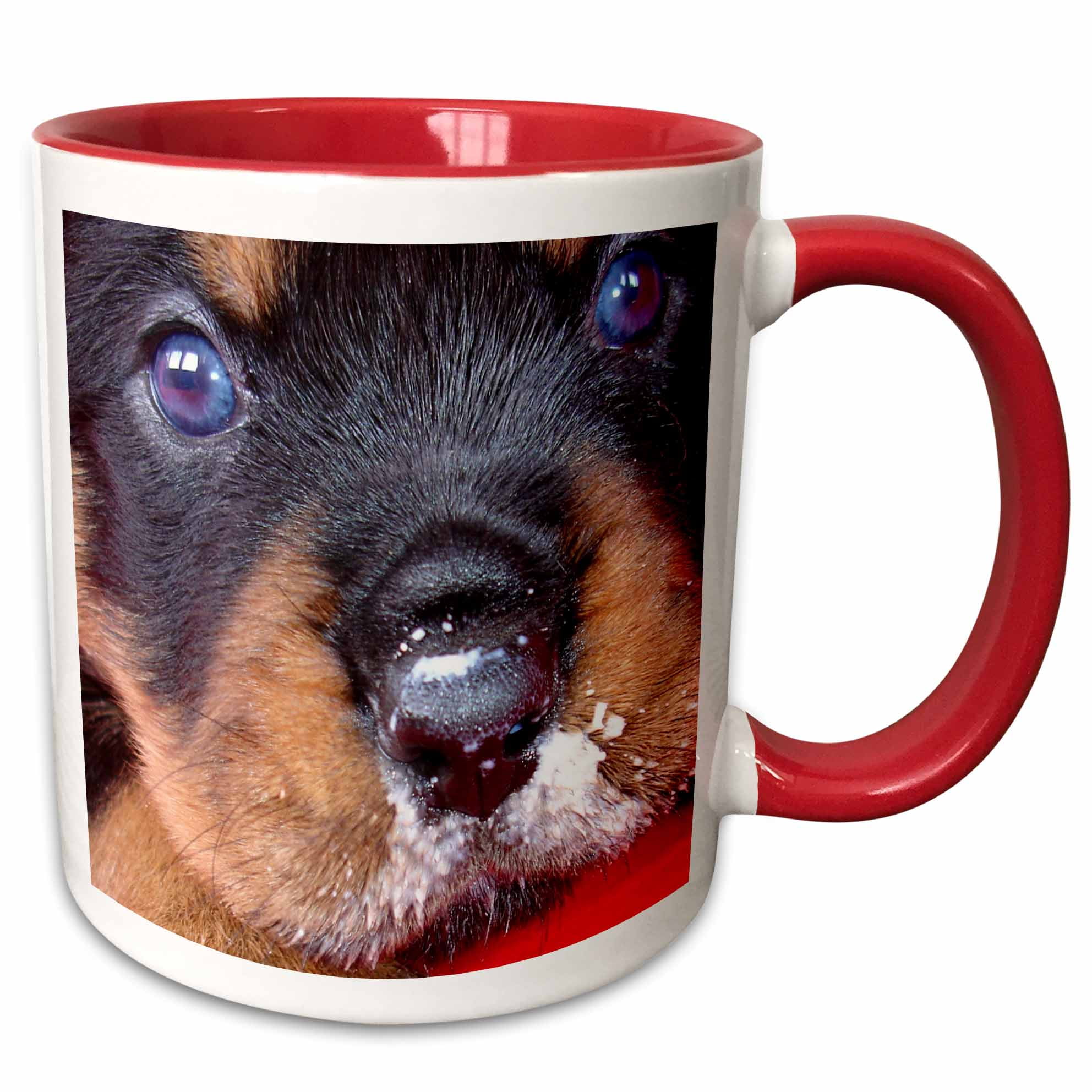 3drose, Trouble Ahead - Rottweiler, Rottweilers, Rottie, Rottie Owner ...