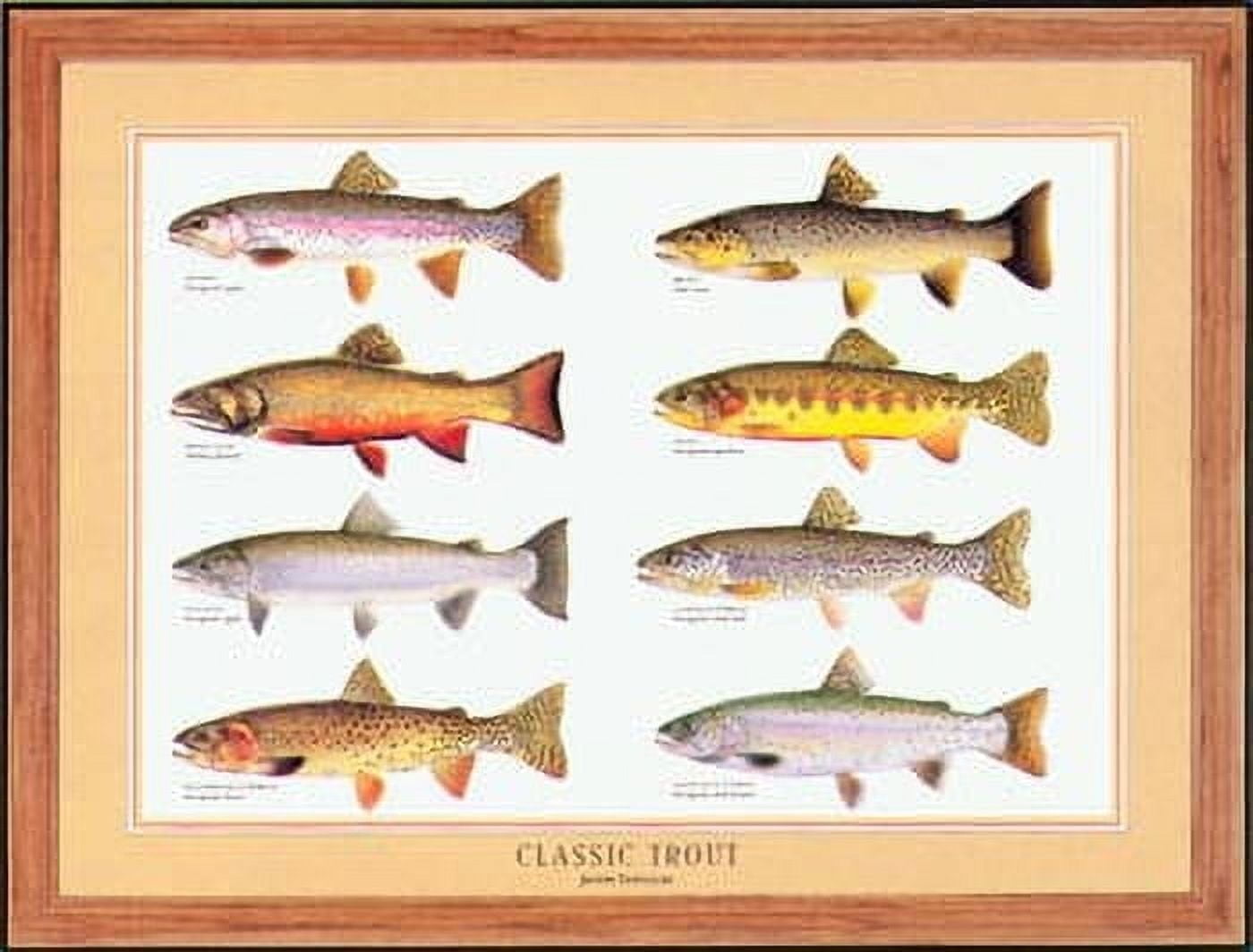 Charting Nature Joseph Tomelleri Trout Poster: 24 in x 18 in Framed ...