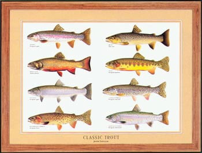 Trout Poster: Classic Trout Identification Chart by Joseph Tomelleri's ...