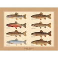 Trout Poster: Rare Trout Identification chart and wall art by Joseph ...