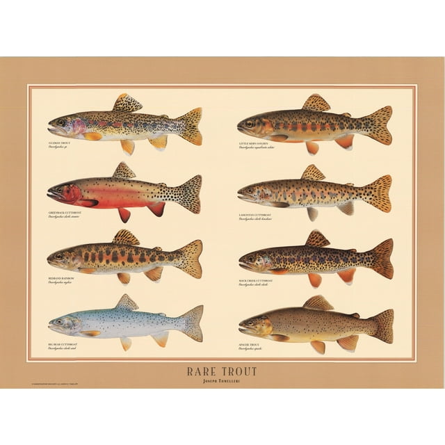 Trout Poster: Rare Trout Identification chart and wall art by Joseph ...