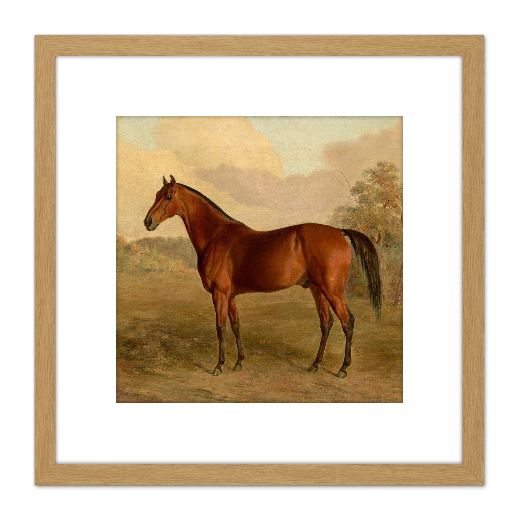 Troye Kentucky Woodpecker 1834 Brown Horse Painting 8X8 Inch Square ...