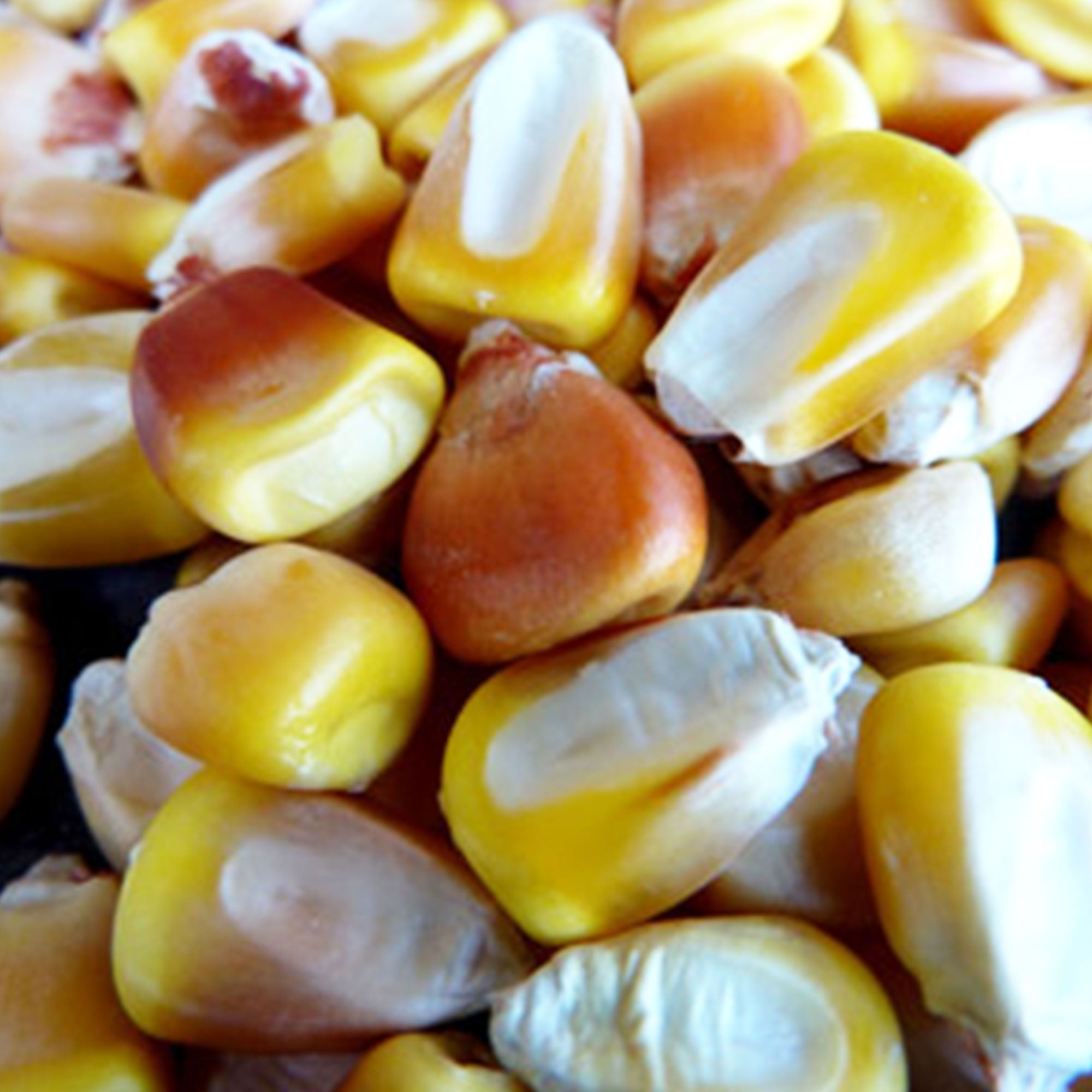 Sustainable Seed Co. Truckers Favorite Yellow Corn Seeds, 25 LB Bulk ...