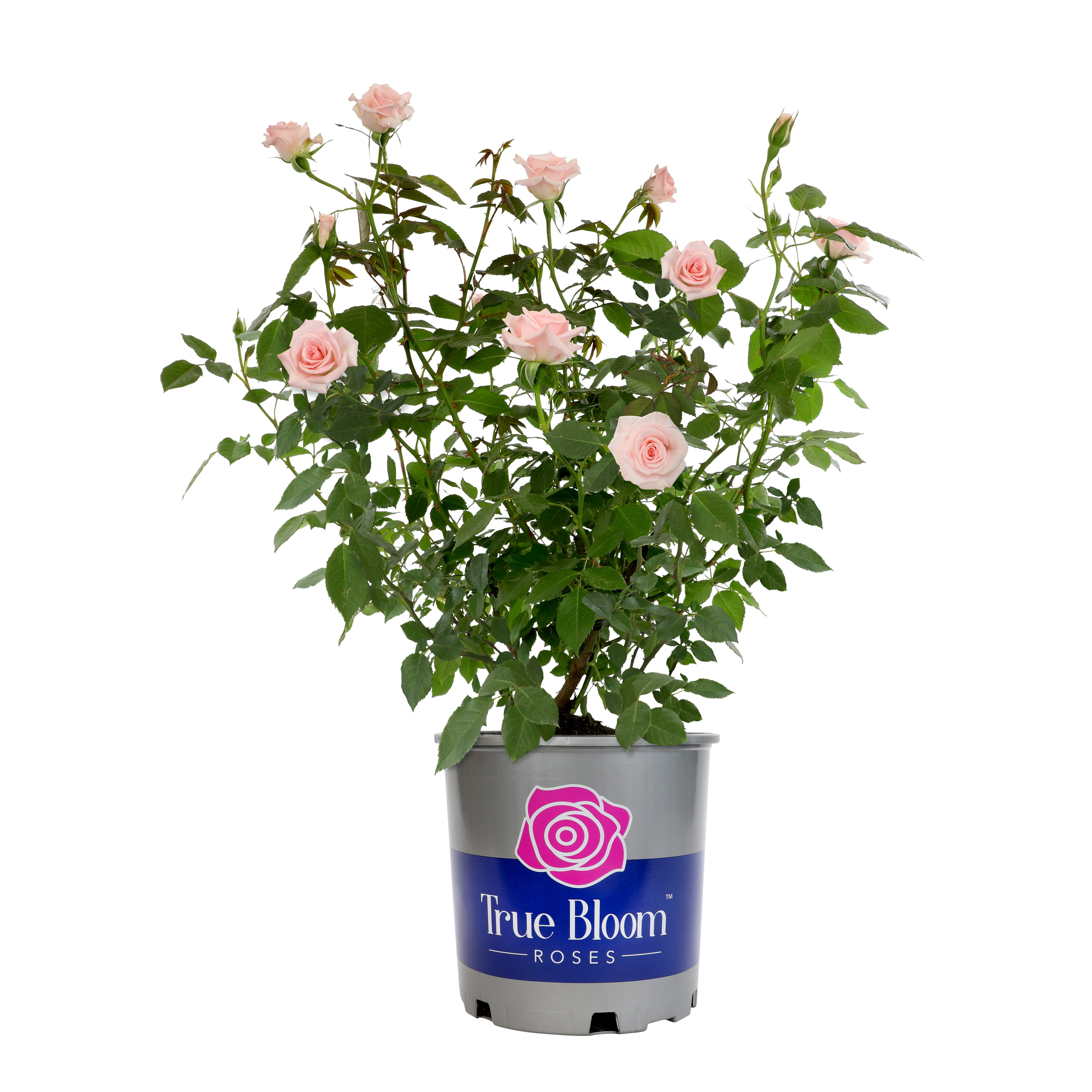 'True Bliss' PP28929 Rose Bush | Pink Roses | 8qt. Grow Pot | Full Sun ...