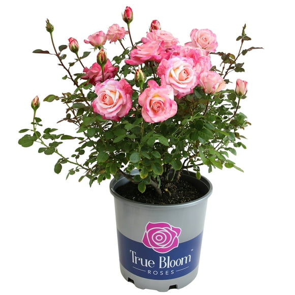 Rose Bushes in Garden Bushes - Walmart.com