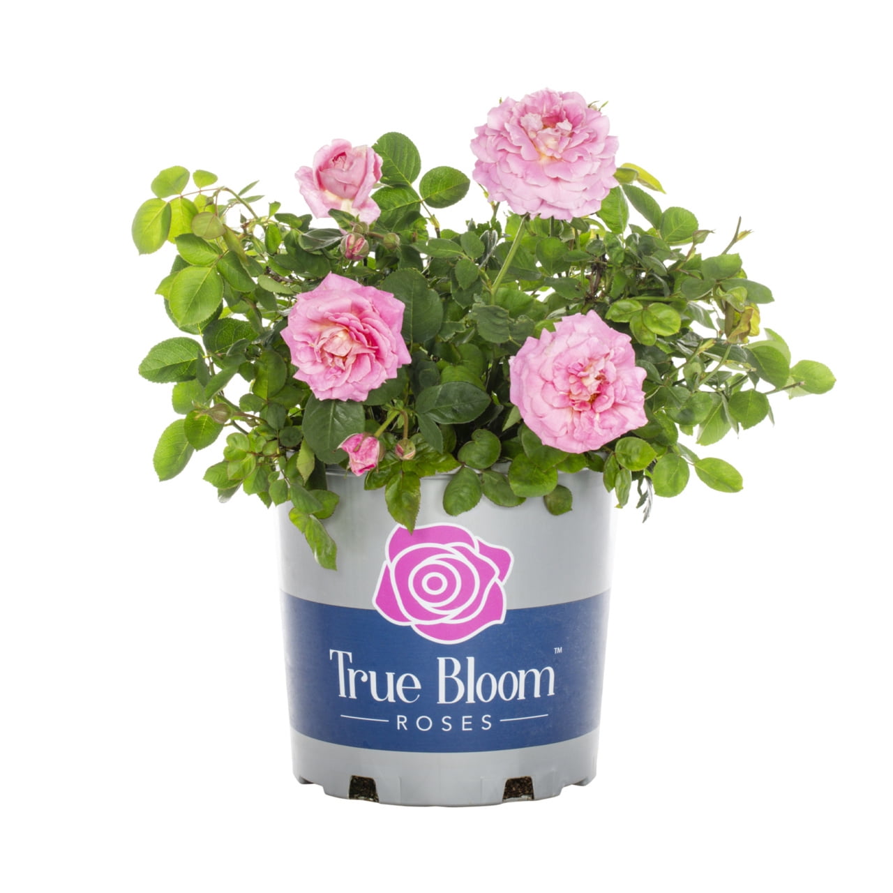 True Bloom 2gal Rose True Perfume Live Shrub Plant Sun - Walmart.com