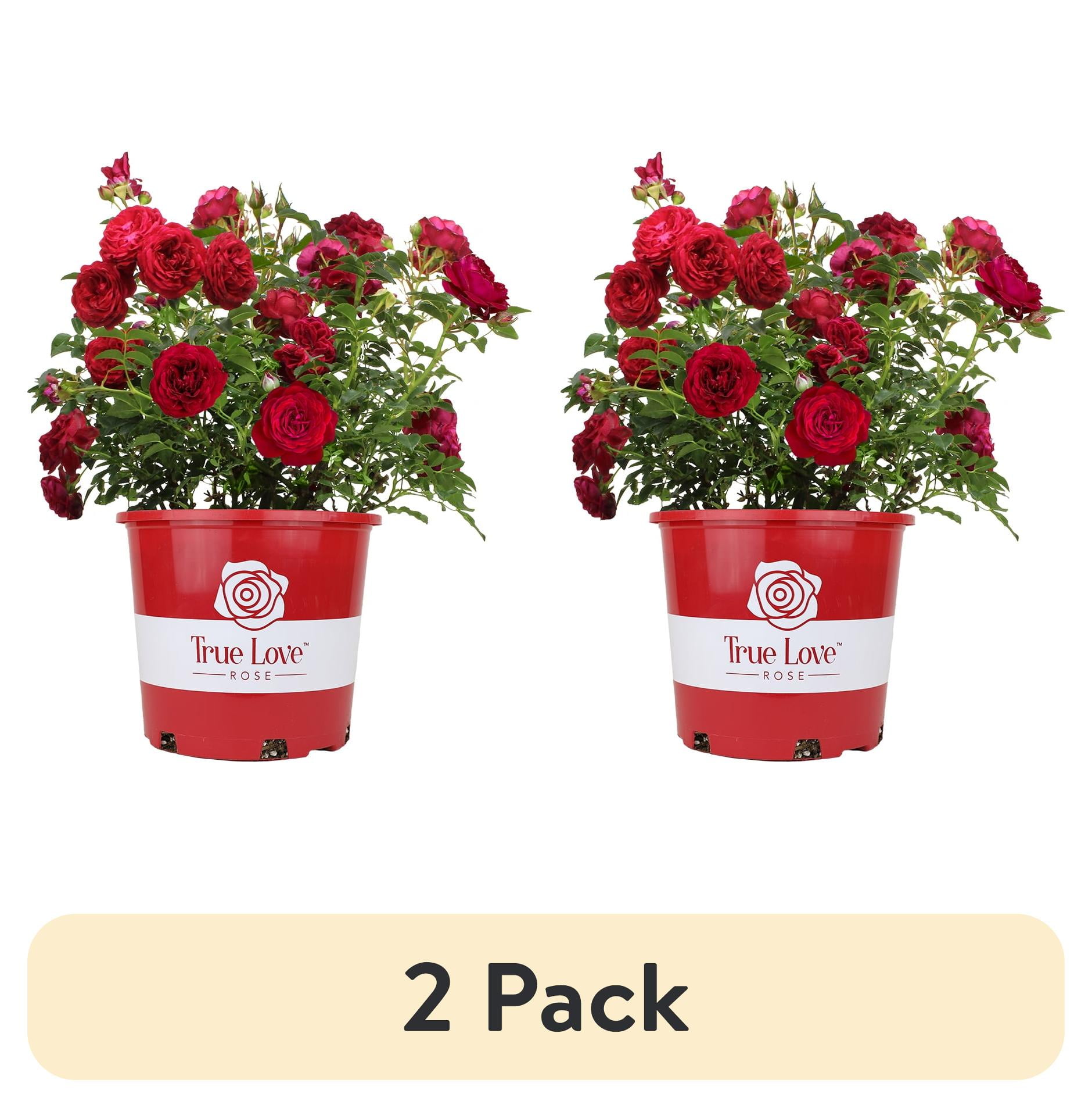 (2 pack) True Bloom by Altman Plants 'True Love' PP28929 Red Rose Bush ...