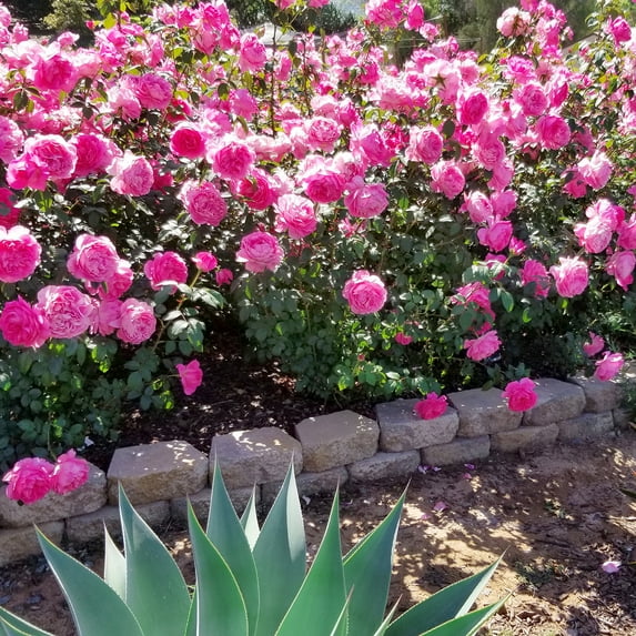 True Bloom Roses Dormant Live Shrub - Walmart.com