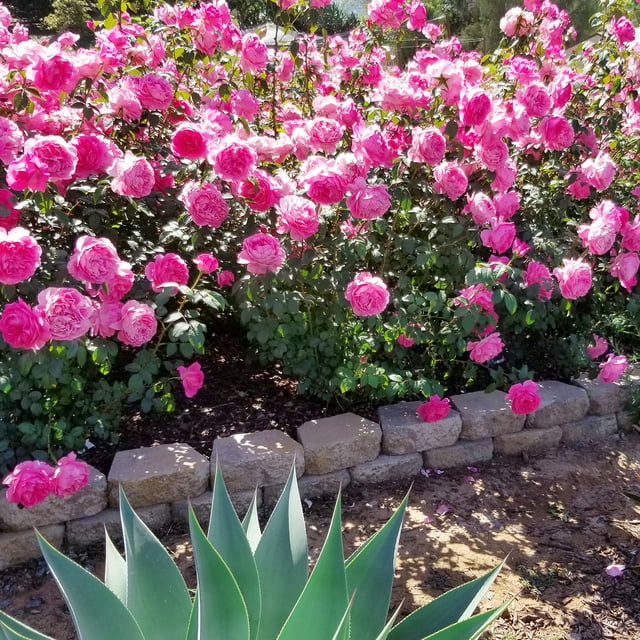 True Bloom Roses Dormant Live Shrub - Walmart.com
