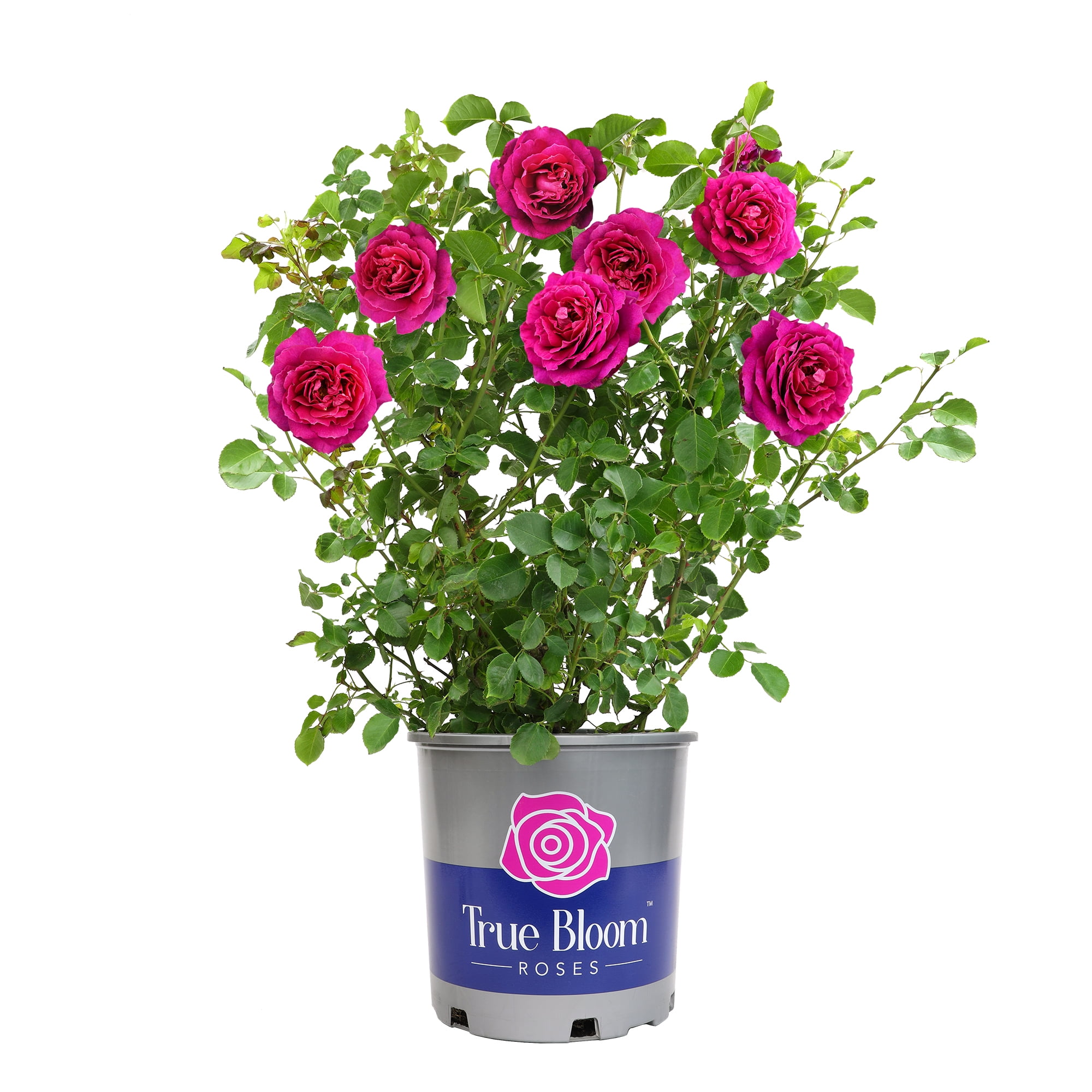 True Bloom 'True Serenity' PP28929 Deep Pink Rose Bush Roses, 8Qt. Pot ...