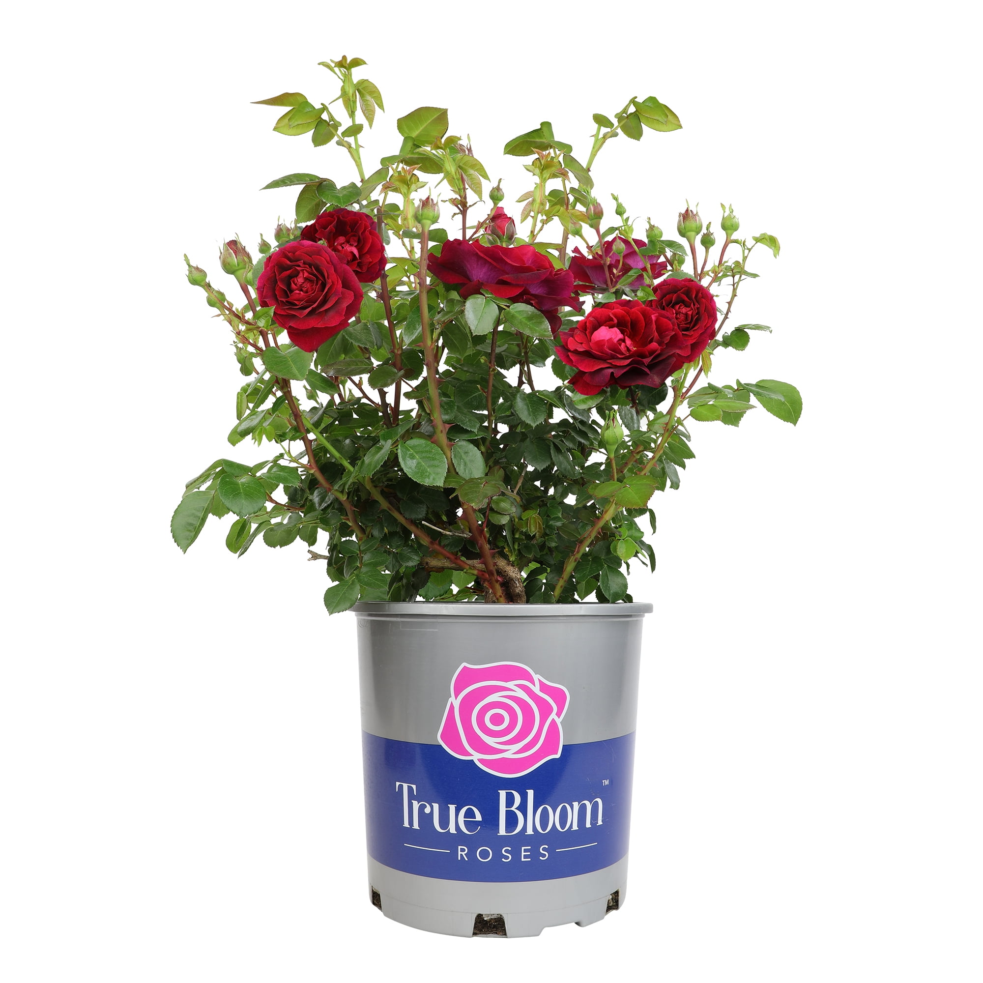 True Bloom 'True Spirit' PP28929 Red Rose Bush Plant, Red Roses, 8Qt ...