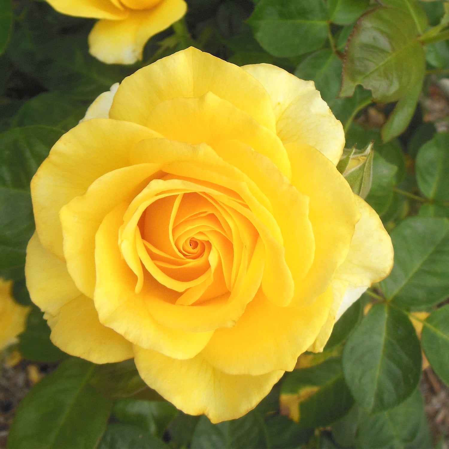 True Bloom By Altman Plants 2G Rose True Friendship Live Plants Full ...