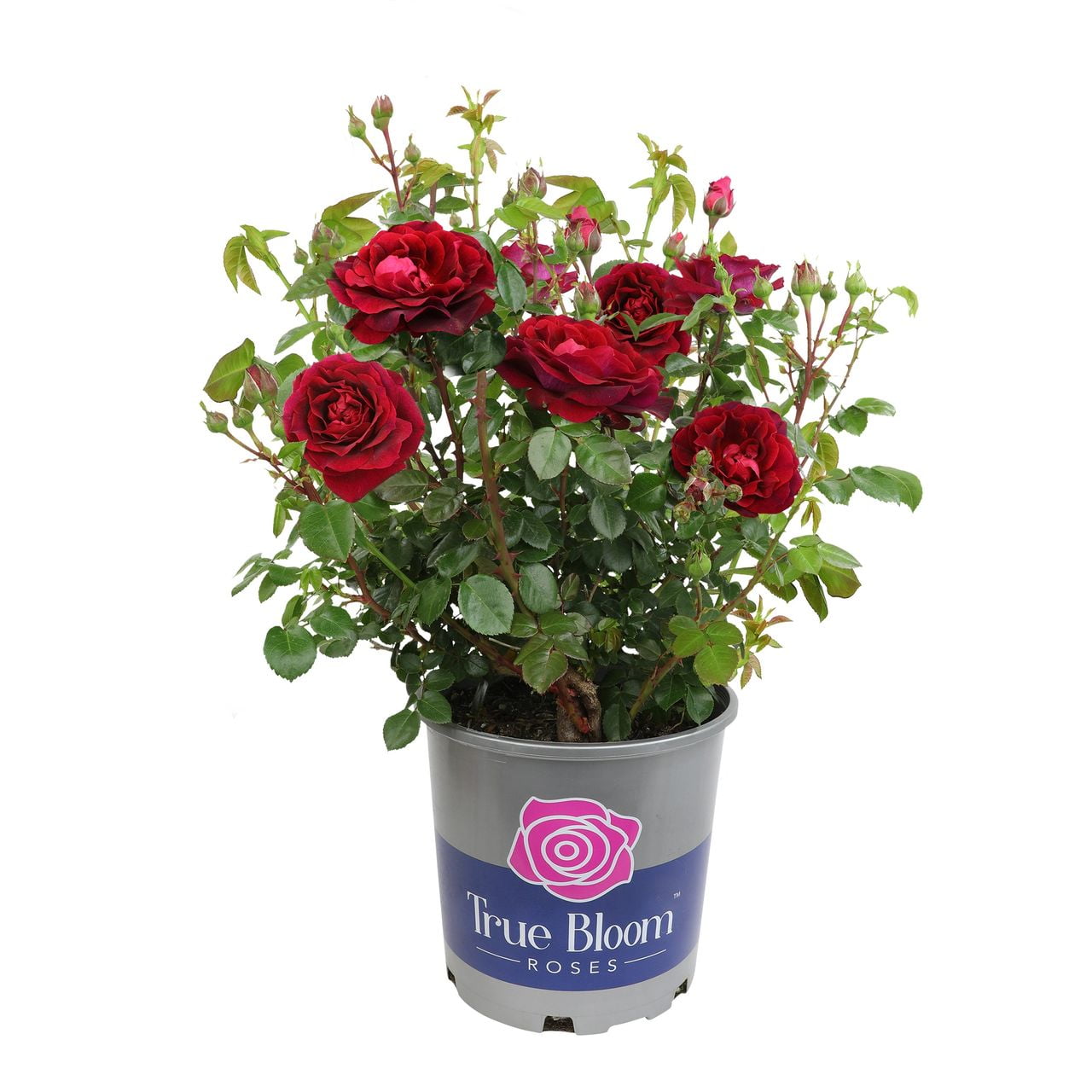 True Bloom By Altman Plants 2G Rose True Spirit Live Plants Full Sun ...