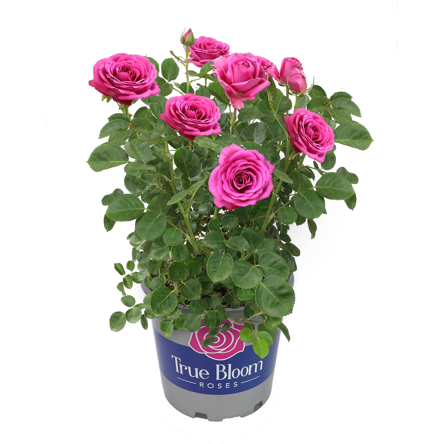 True Bloom by Altman Plants 'True Gratitude' PP28929 Pink Rose Bush ...