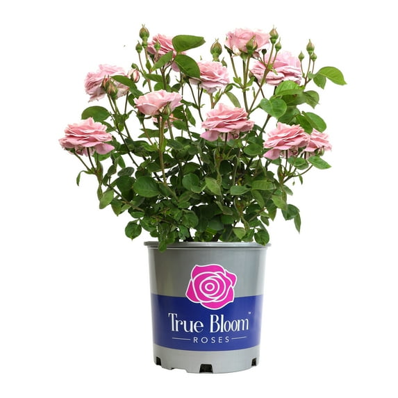 True Bloom by Altman Plants 'True Perfume' PP28929, Pink Rose Bush, 8qt ...