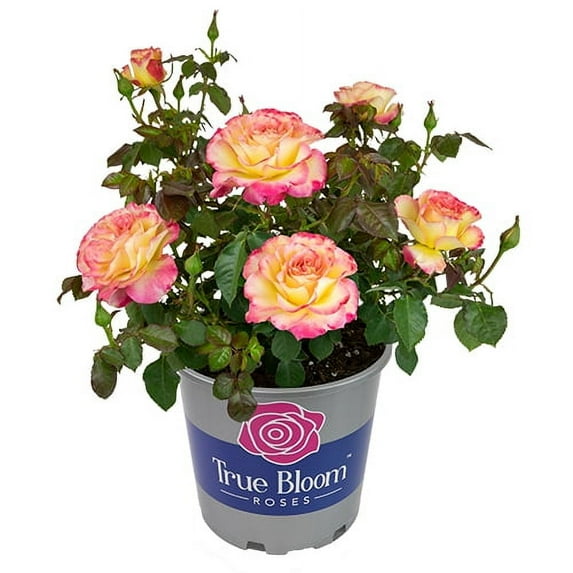 True Bloom by Altman Plants 'True Sincerity' PP28929 Pink & Yellow Rose ...