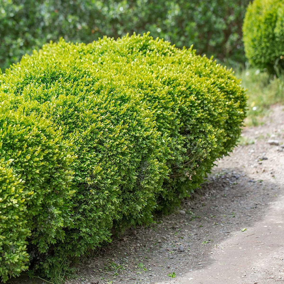 True Dwarf Common Boxwood 2 Gallon - Walmart.com