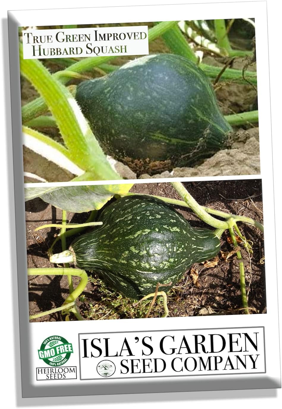True Green Improved Hubbard Squash Seeds for Planting, 25 Heirloom ...