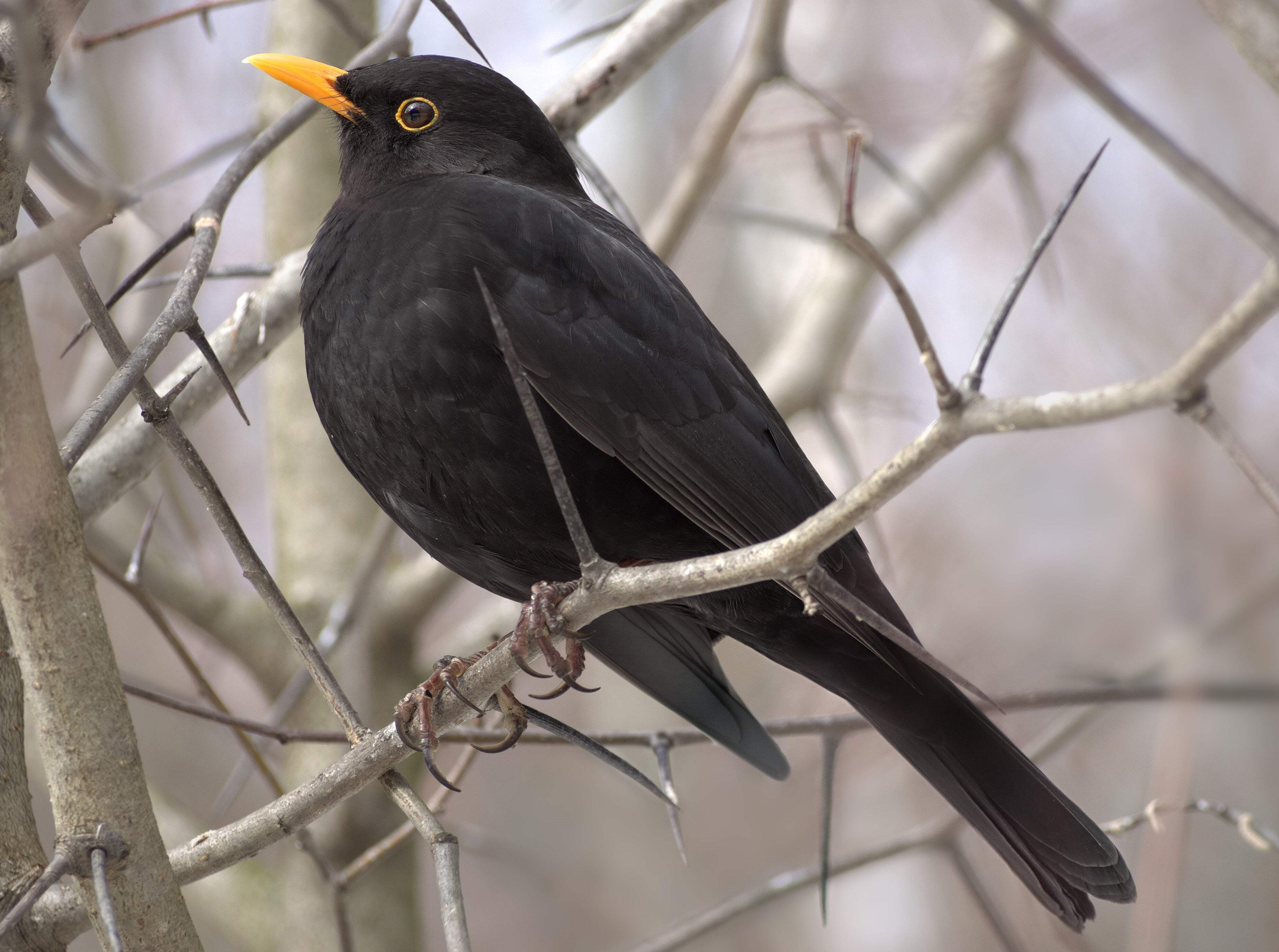 True Thrush Bird Glossy Poster Picture Photo Print Banner ...