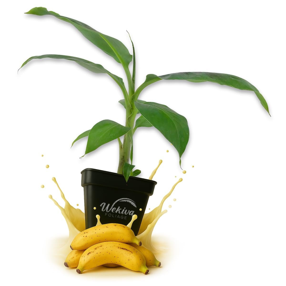 Truly Tiny Banana Tree - 2 Live Plants in 3 Inch Growers Pots - Musa ...