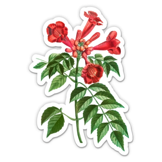 Trumpet Vine Flower - 3" Vinyl Sticker - For Car Laptop Water Bottle ...