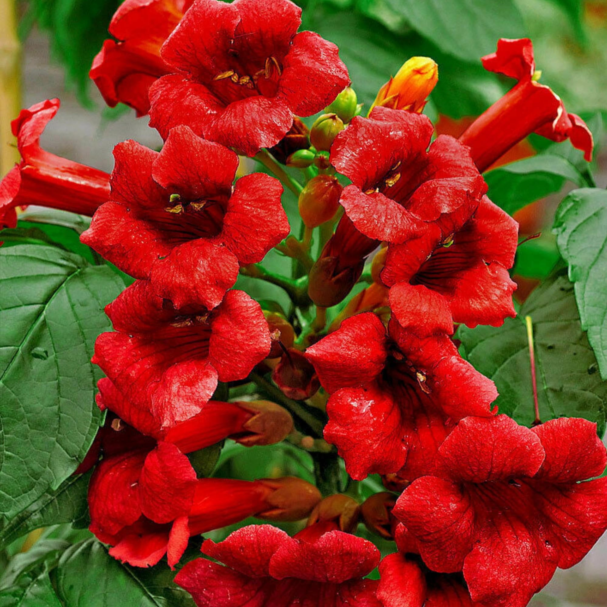 Trumpet Vine Seeds AJH3 for Planting - 50+ Mixed Hummingbird Trumpet ...