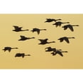 Trumpeter Swans Take To The Air At Sunset Above Marsh Lake As They Make ...