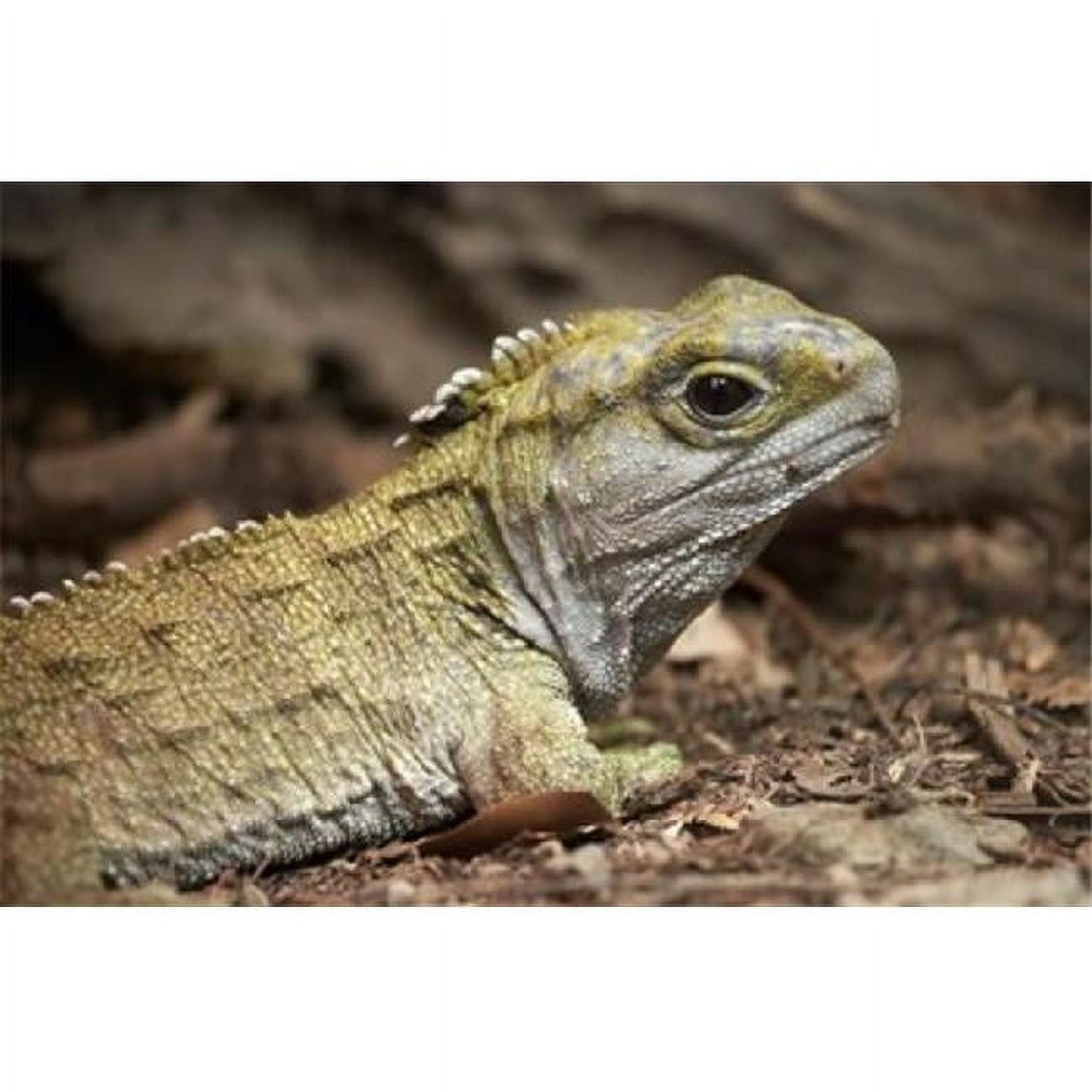 Tuatara Lizard Pukaha Mount Bruce Wildlife New Zealand Poster Print by ...