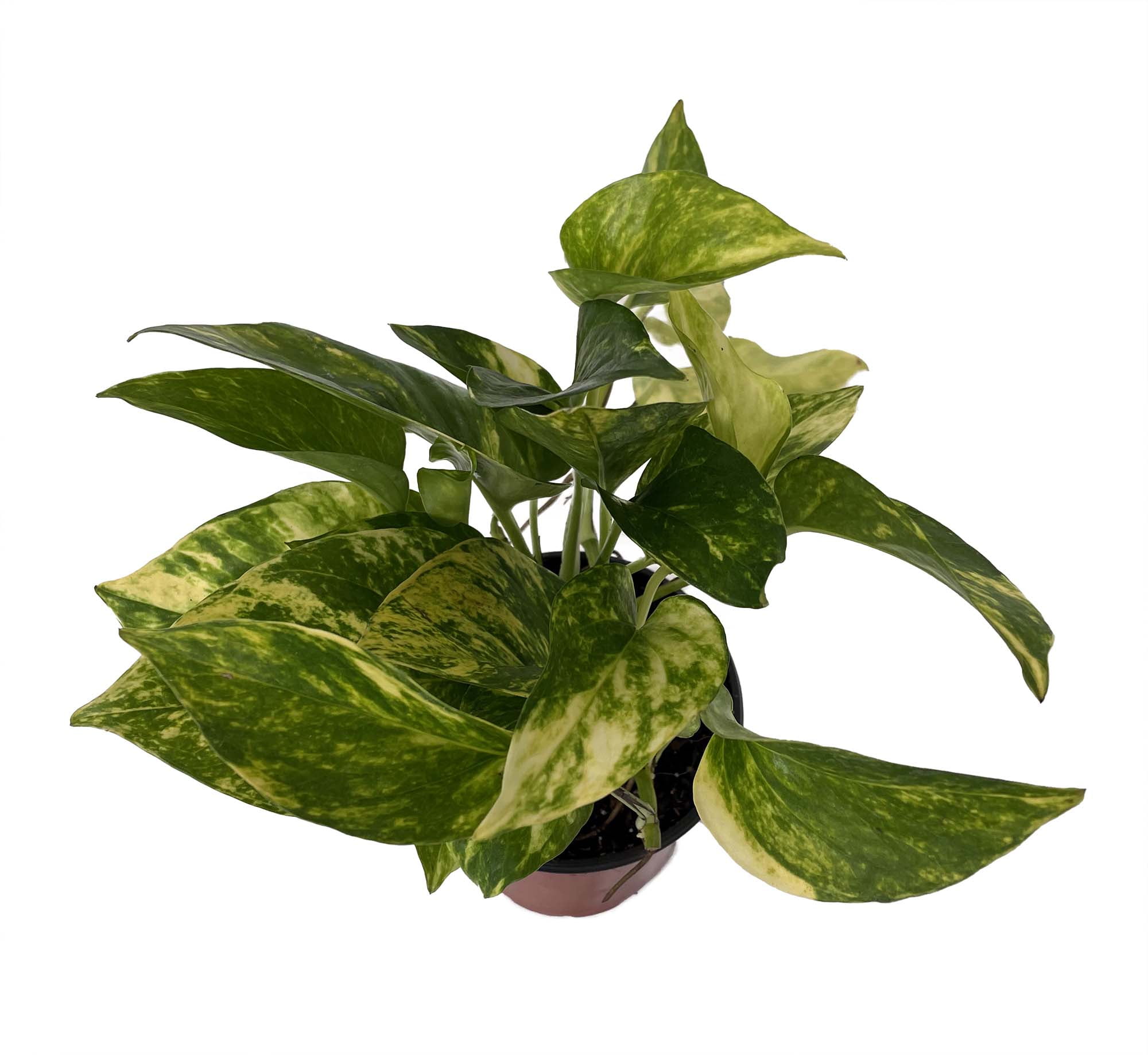 Tub Golden Devil's Ivy - Pothos - Epipremnum - 4" Pot - Cupped Leaves ...