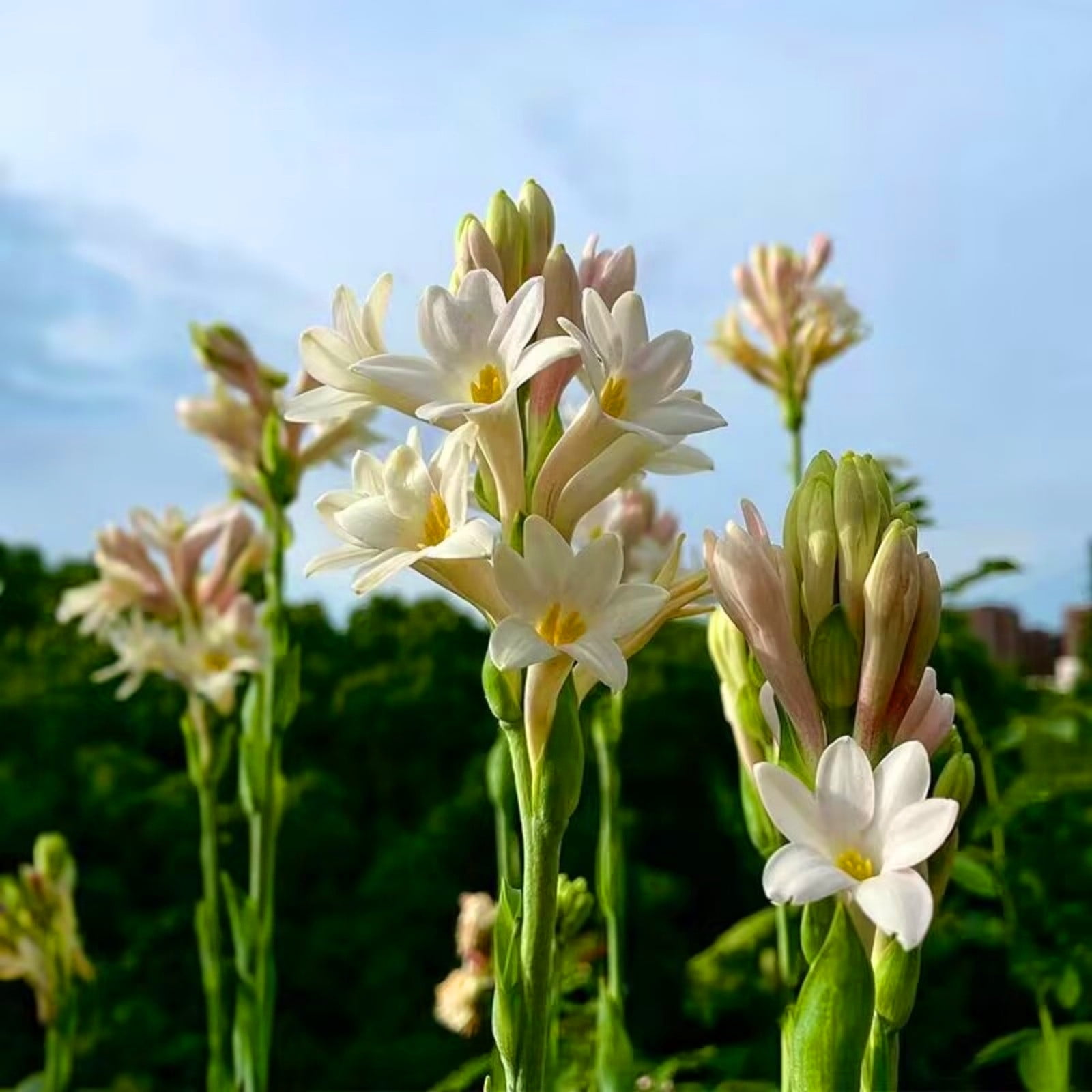 Tuberose - A must-have for fragrant gardens, simple planting, and full ...