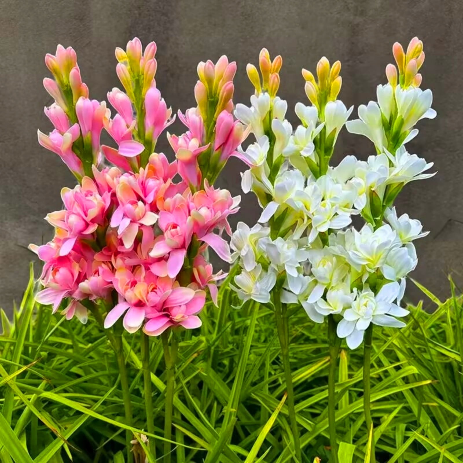 Tuberose - A must-have for fragrant gardens, simple planting, and full ...