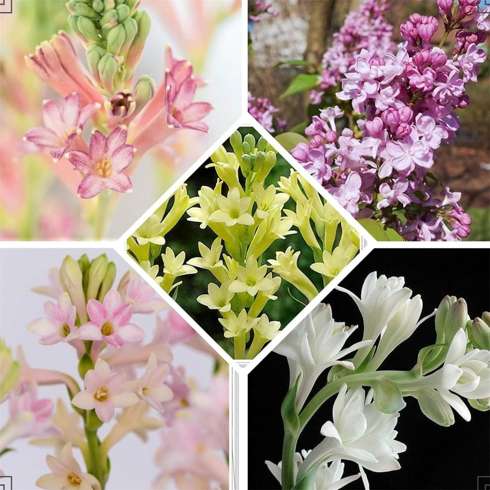 Tuberose Bright for Planting Perennials Planting Pots to Grow Home ...