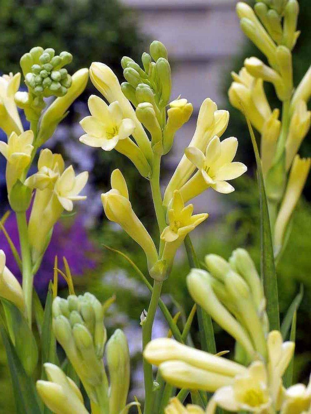Tuberose Bright for Planting Perennials Planting Pots to Grow Home ...