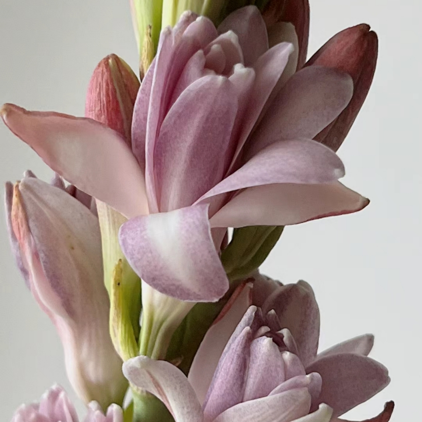 Tuberose Bright for Planting Perennials Planting Pots to Grow Home ...