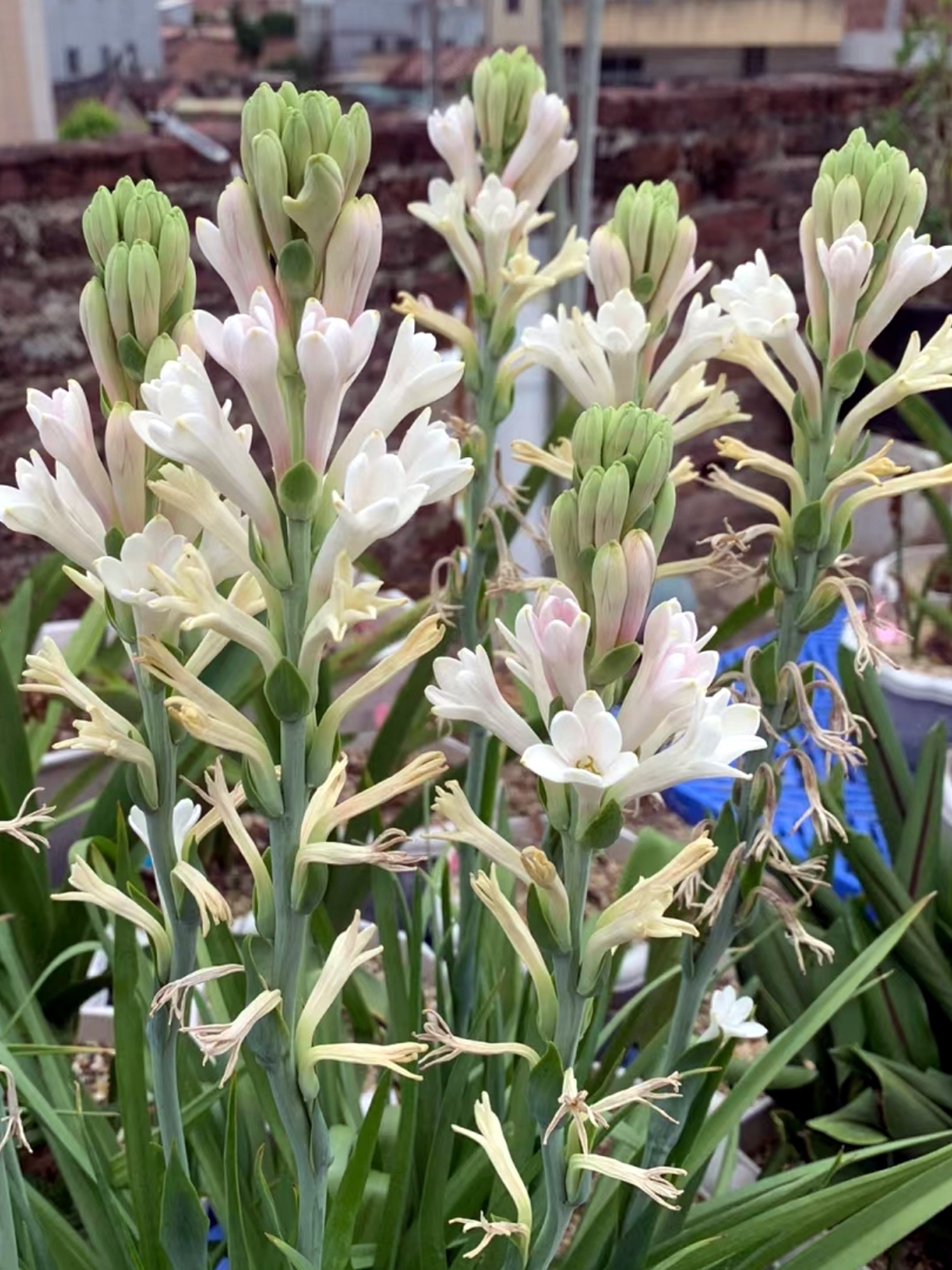 Tuberose Bright for Planting Perennials Planting Pots to Grow Home ...