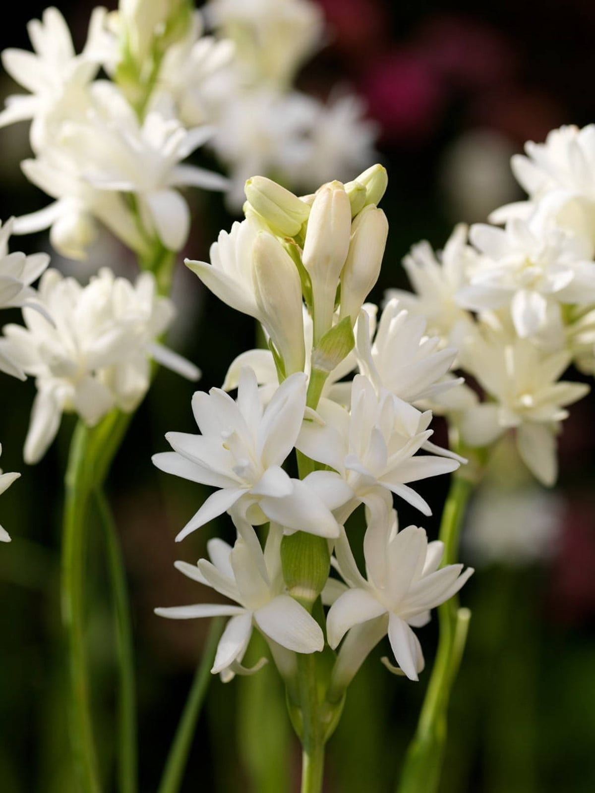 Tuberose Bulbs, Pearly Flowers,Tuberose Flower Intoxicating Fragrance ...