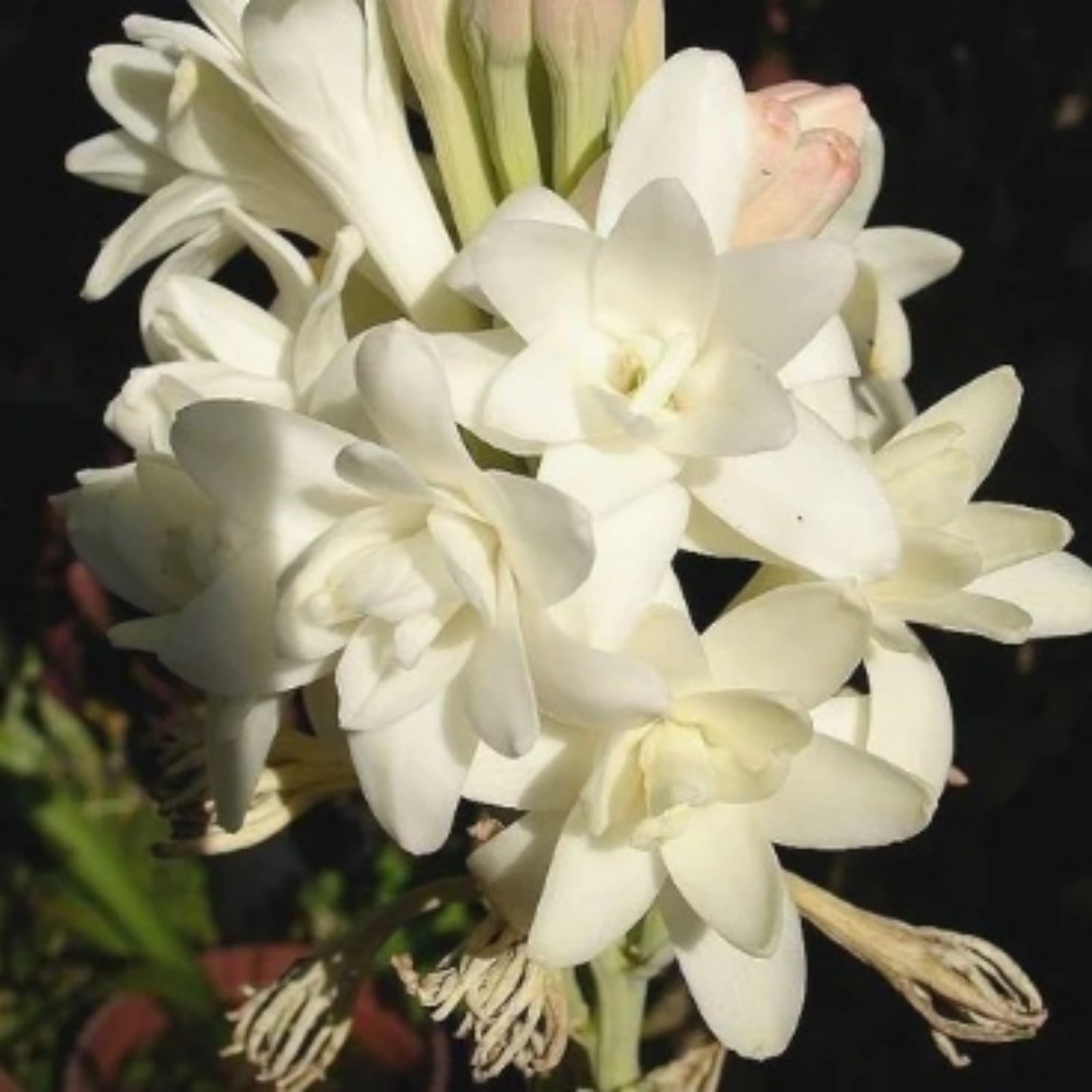 Tuberose Bulbs,Perennial Plants, Fragrance Raw ,Cold-Resistant Plants ...