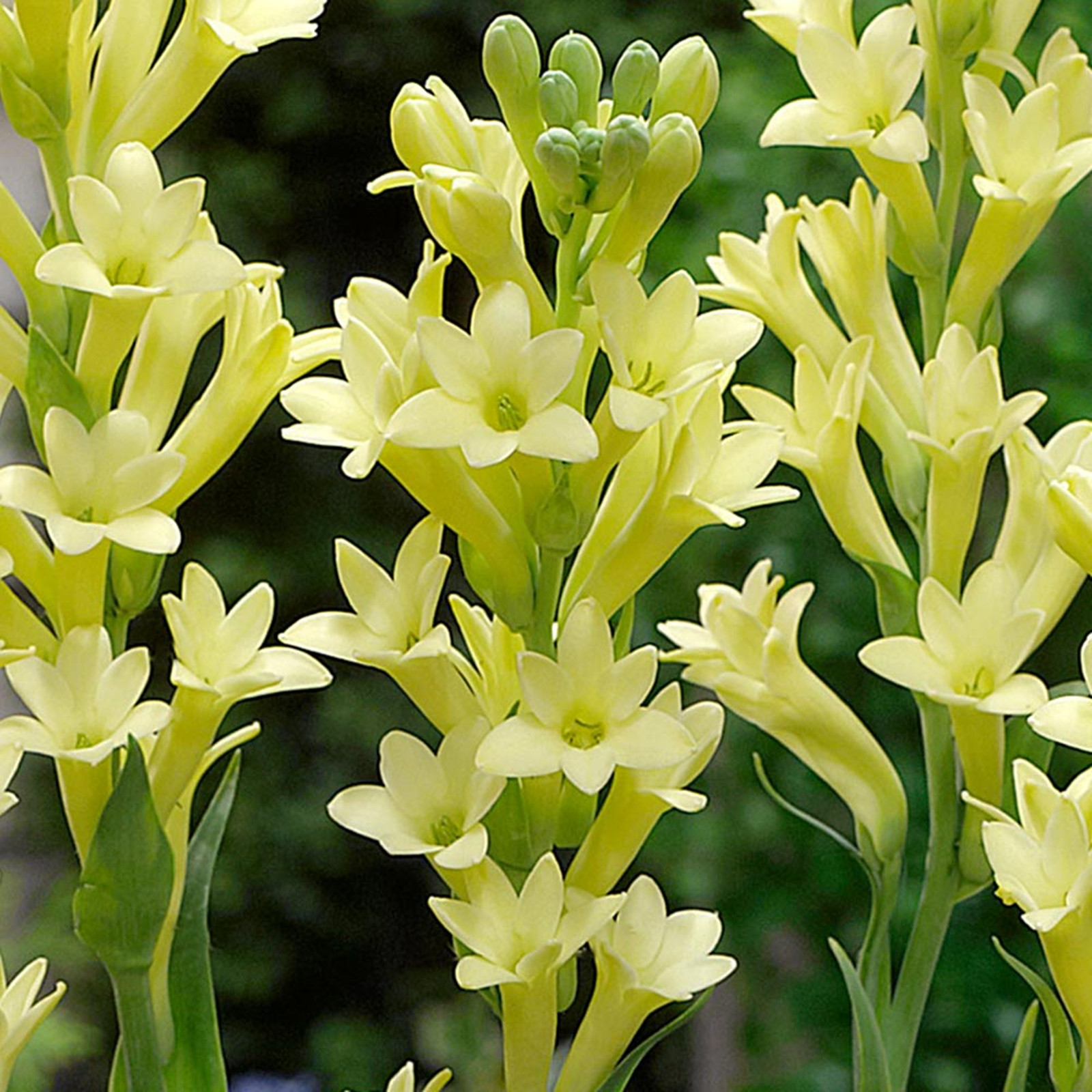 Tuberose Bulbs Suitable for Patios and Balconies - Tuberose - Decorate ...
