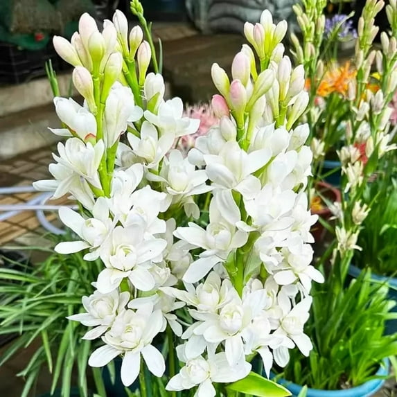 Tuberose Bulbs/Professional Planting for Fill Shady Corners Garden ...