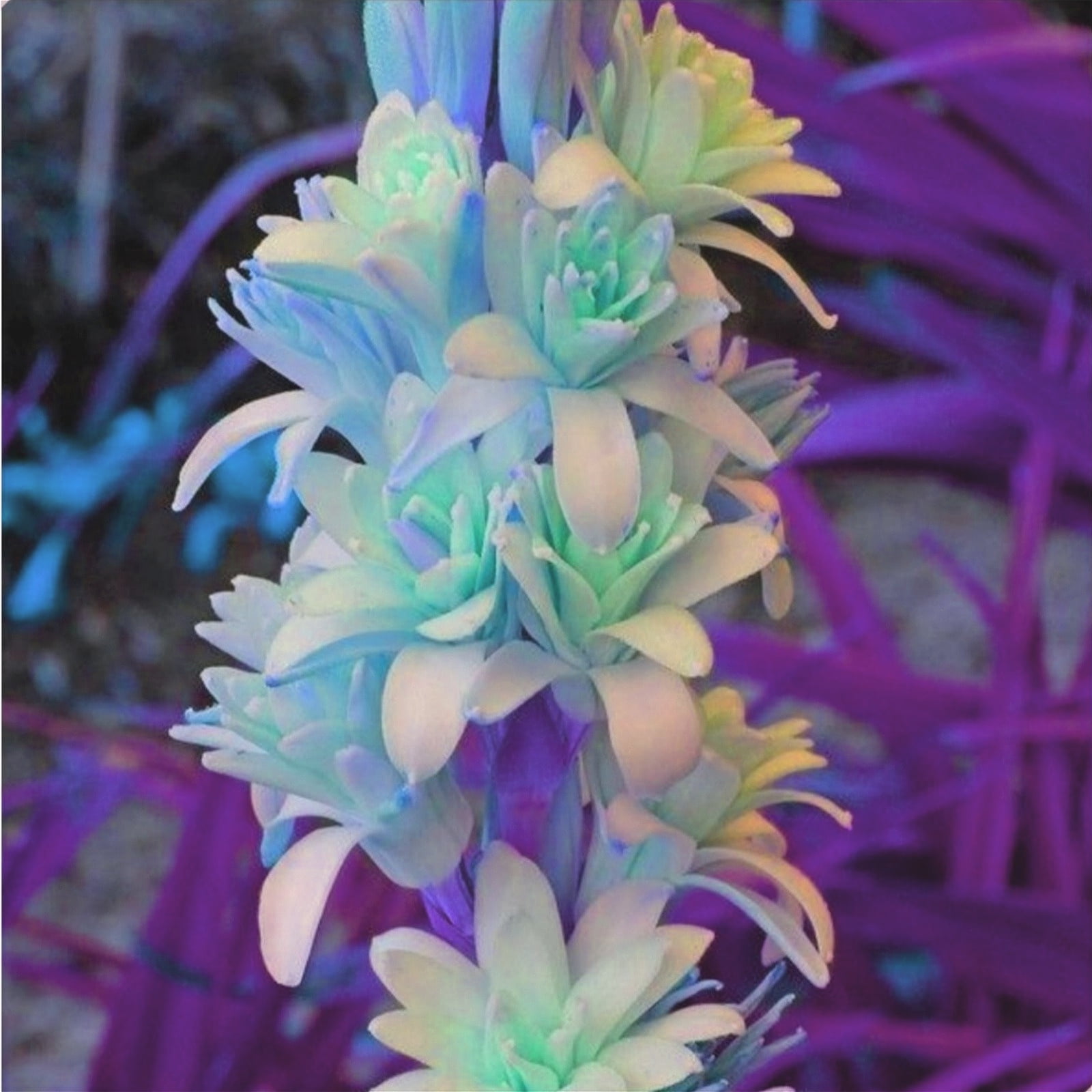 Tuberose Bulbs/Professional Planting for Fill Shady Corners Garden ...