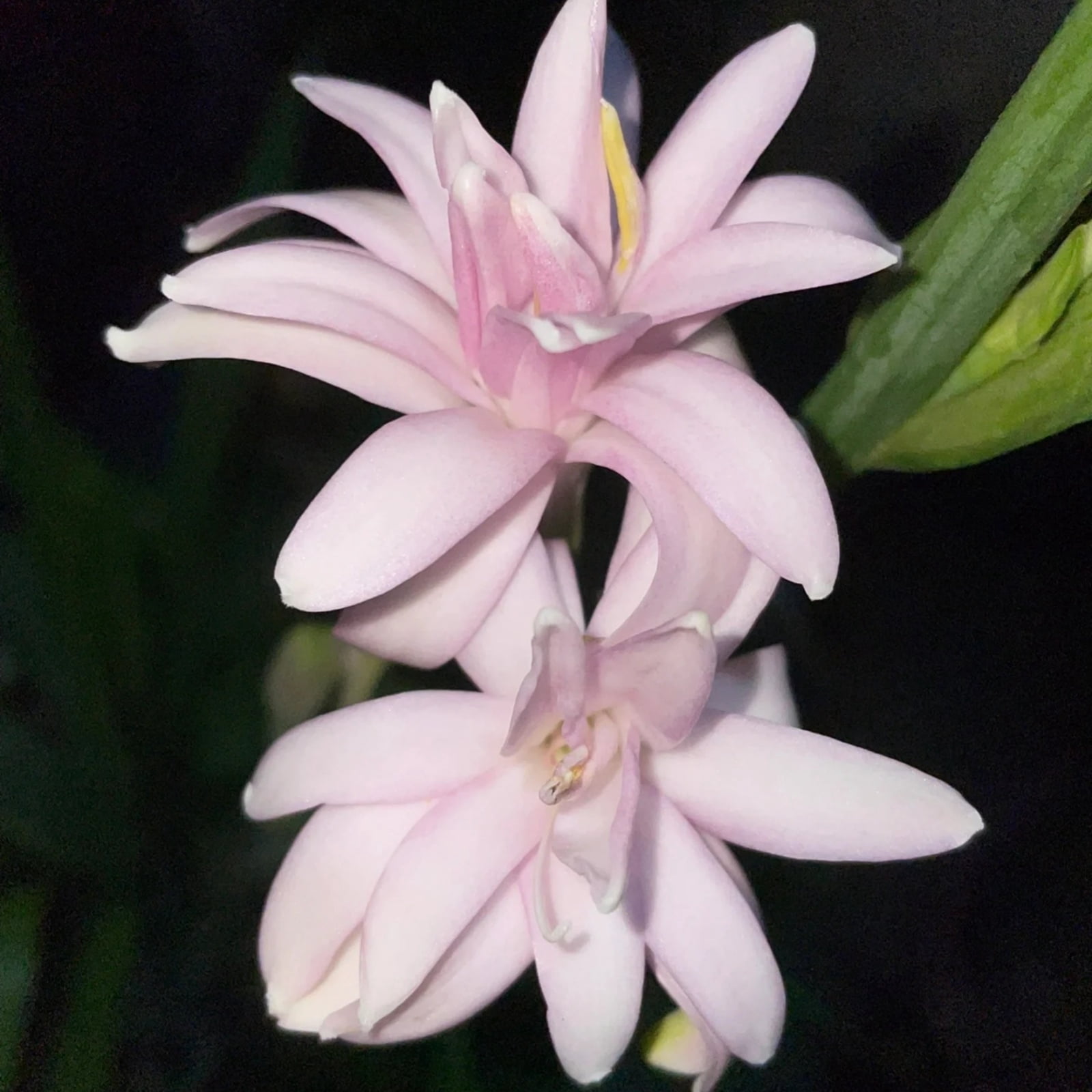 Tuberose-Bulbs-for-Spring planting Style Garden Stake for Outdoor ...