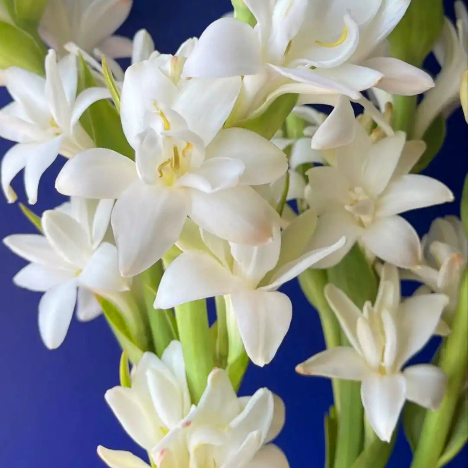 Tuberose - Easy to grow, a must-have for a fragrant garden - Walmart.com