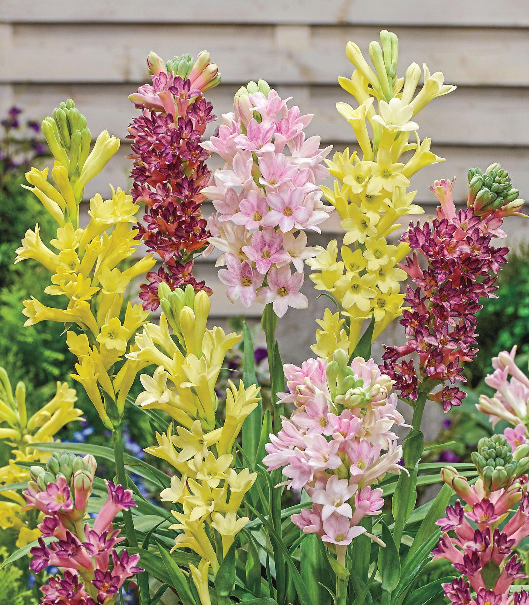 Tuberose Flowering Mixture Dormant Summer Blooming Bulbs (3-Pack ...