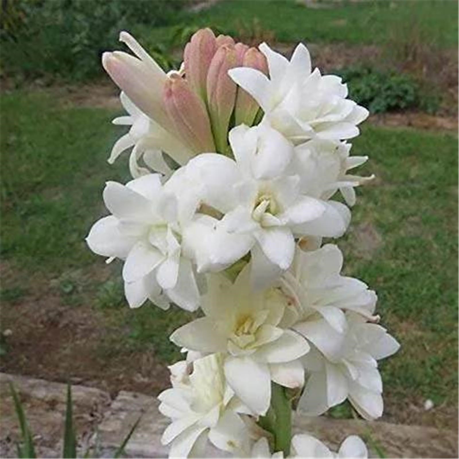(Tuberose For Sale)Professional Planting,Gardening Treasures,Garden ...