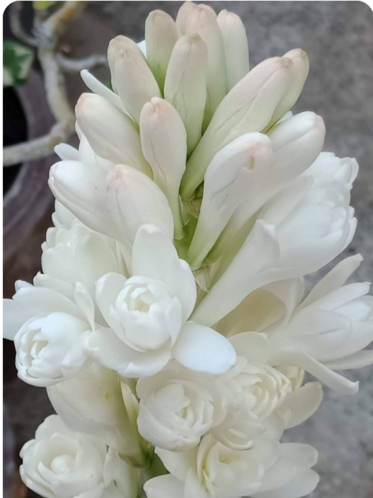 Tuberose-Garden/Office/Potted/Balcony/Outdoor decoration - Walmart.com