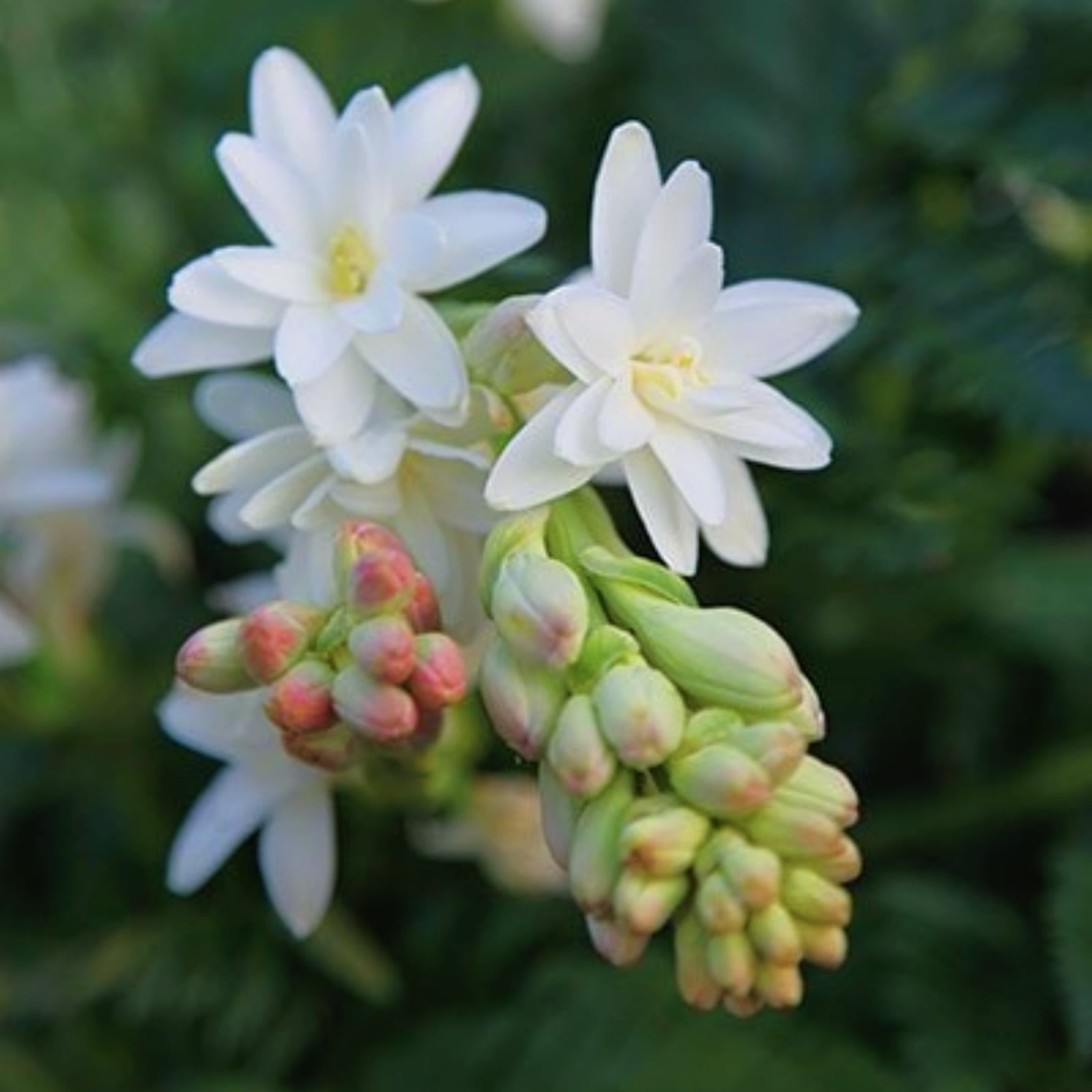 Tuberose-Garden/Potted/Balcony/Outdoor decoration - Walmart.com