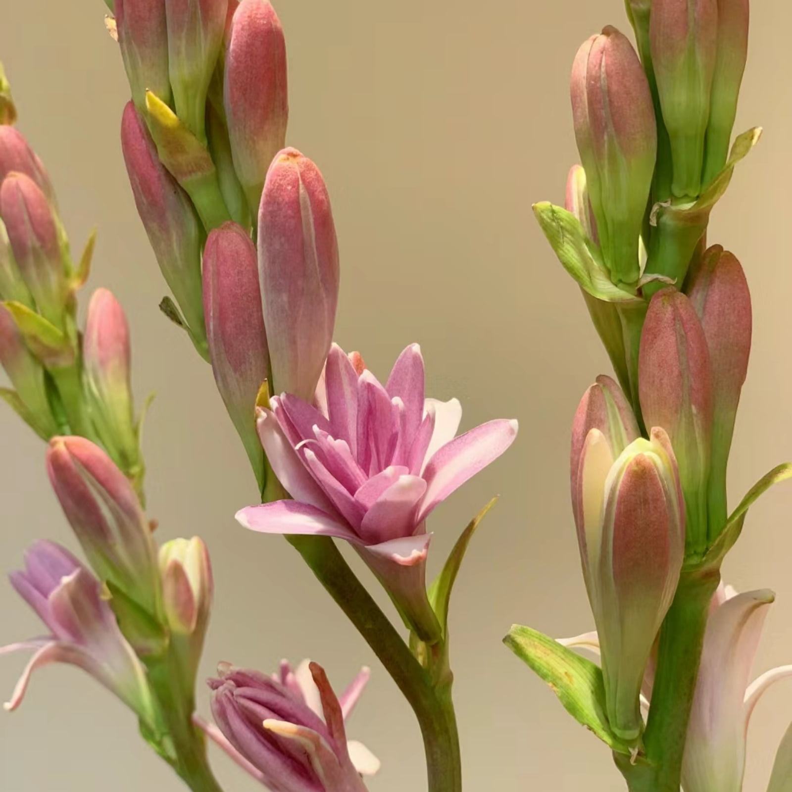 Tuberose Perennials Planting Pots to Grow Home Garden Decoration Bright ...