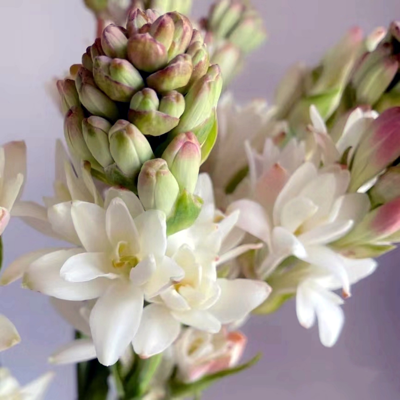 Tuberose Perennials Planting Pots to Grow Home Garden Decoration Bright ...