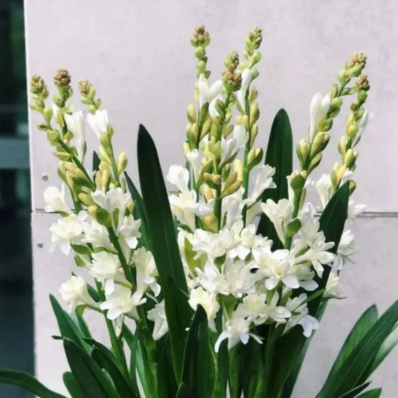 Tuberose - Perfect for Borders - Stylish Potted Masterpieces, Striking ...