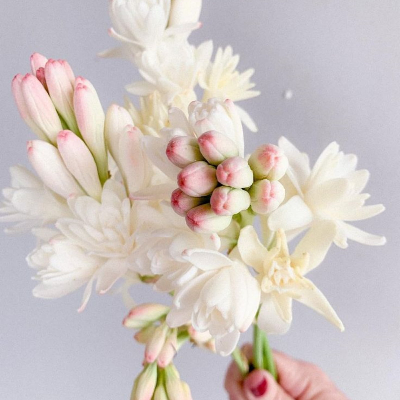 Tuberose - Perfect for Borders - Stylish Potted Masterpieces, Striking ...